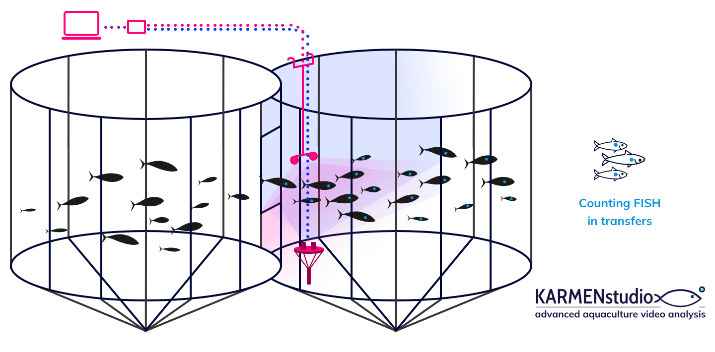 KARMENstudio - COUNTING FISH during transfers - KARMENstudio